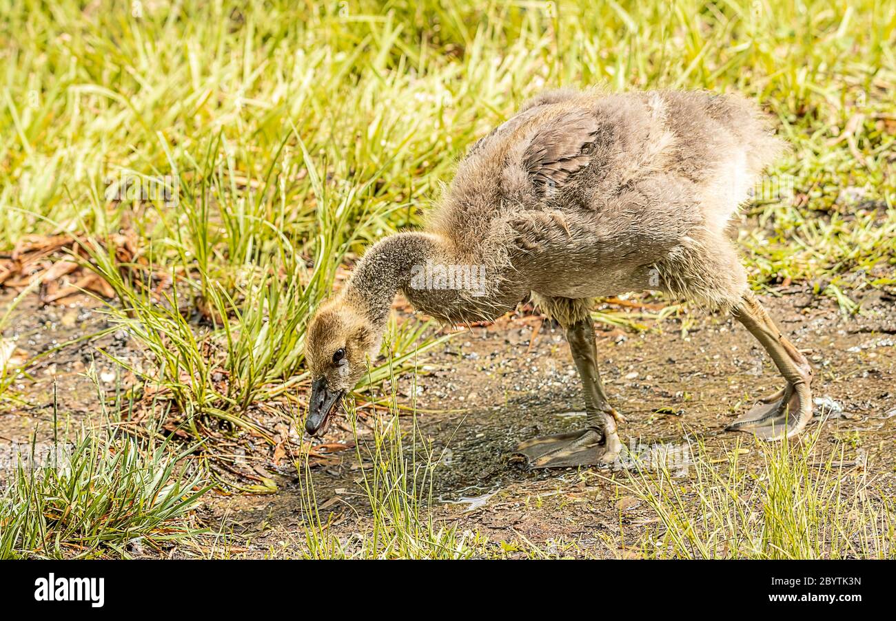 Young canada goose hi-res stock photography and images - Alamy