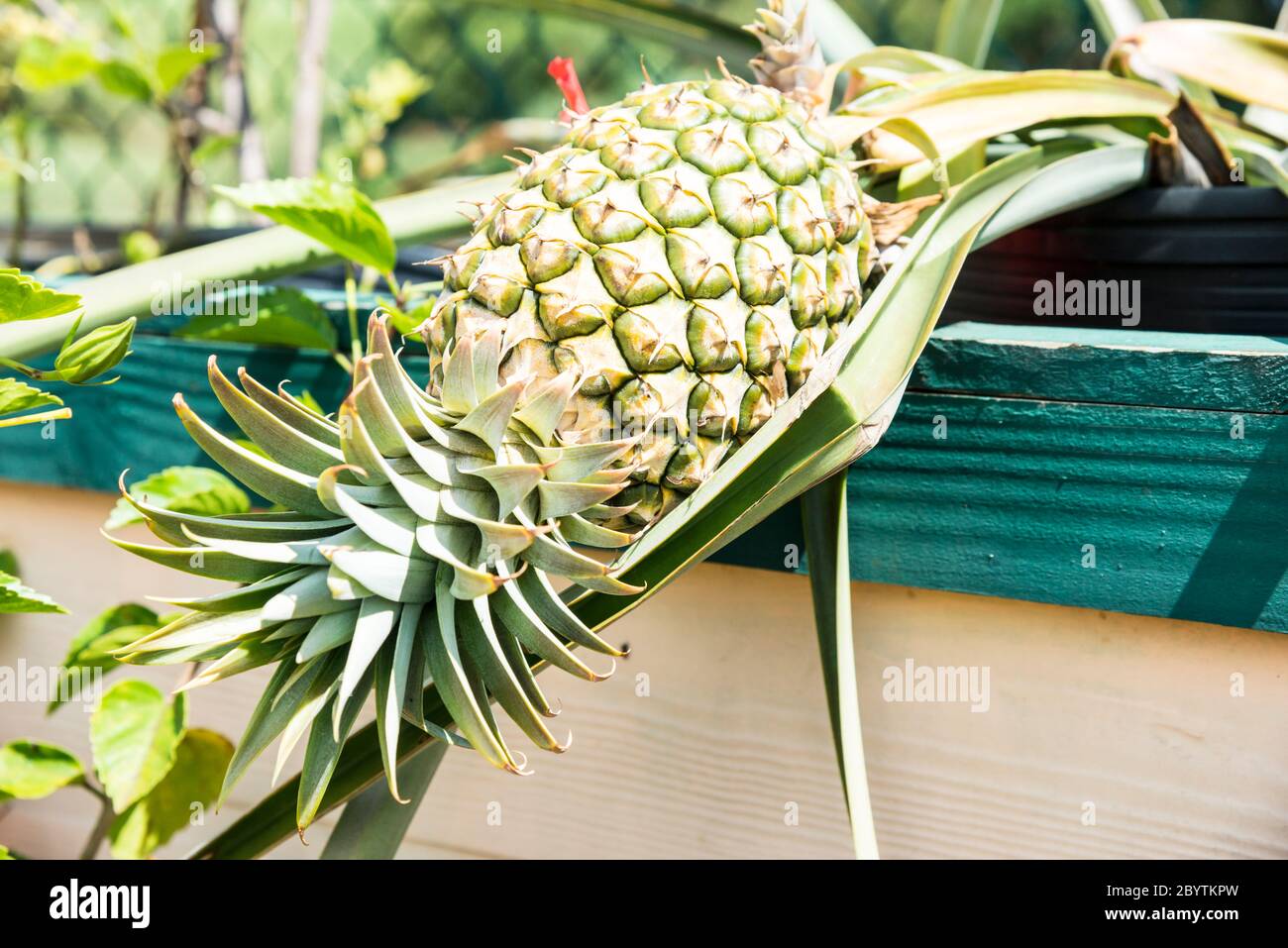 Hali’imaile distilling maui hi-res stock photography and images - Alamy