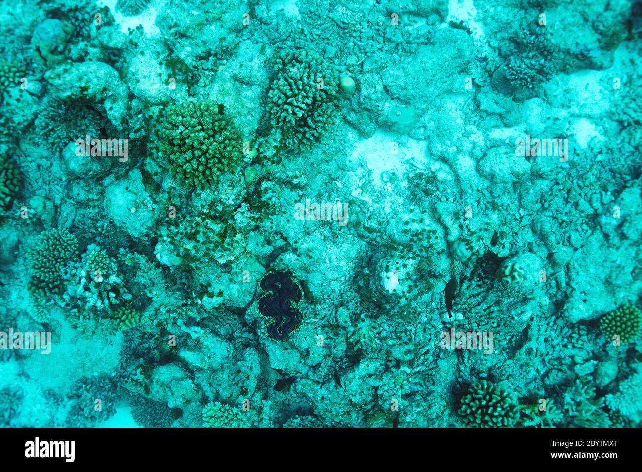 Coral reef at Maldives Stock Photo - Alamy