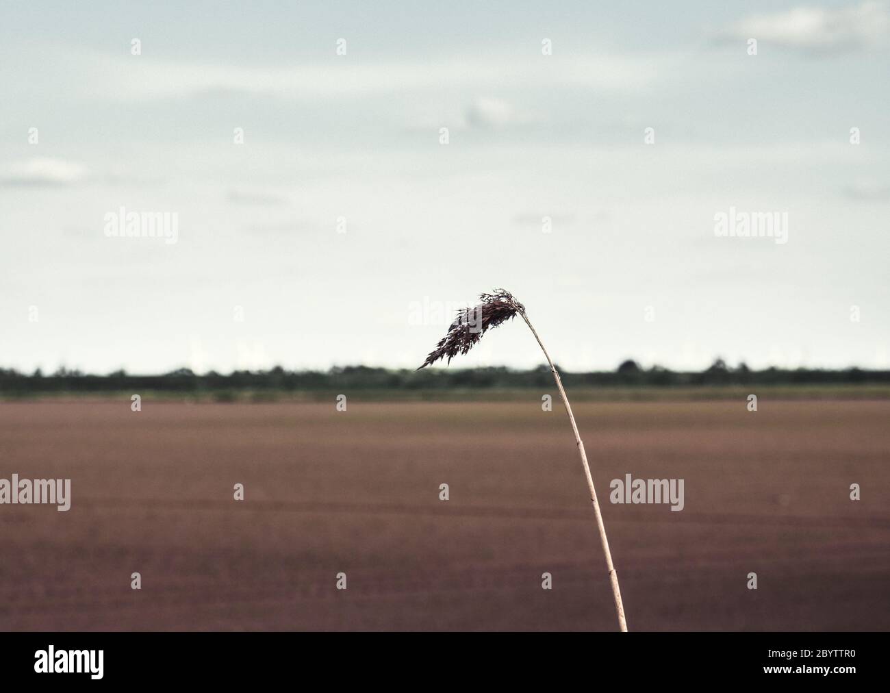 Single stalk of wheat hi-res stock photography and images - Alamy
