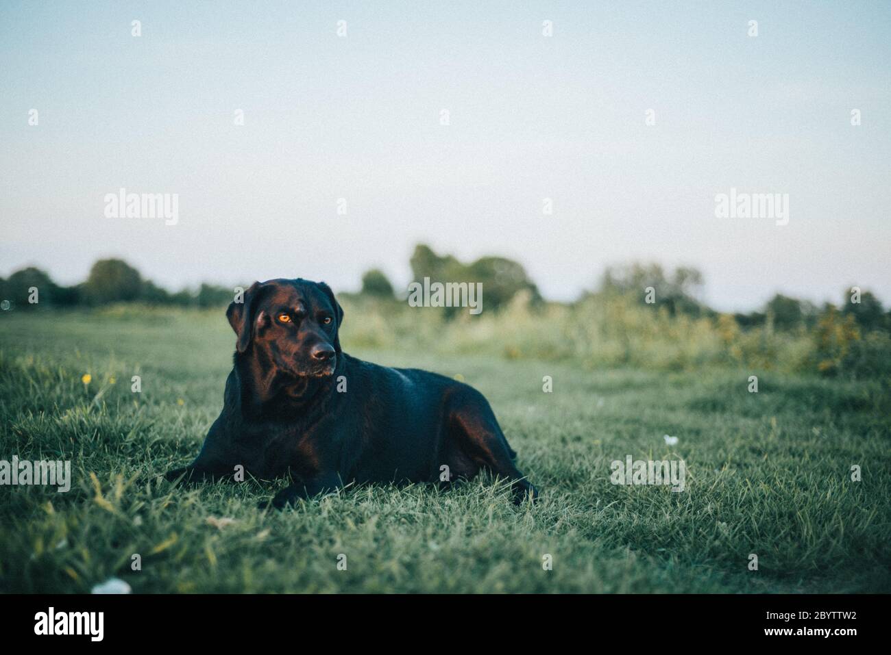 dramatic dog sitting on grass advertising vet canine Stock Photo - Alamy