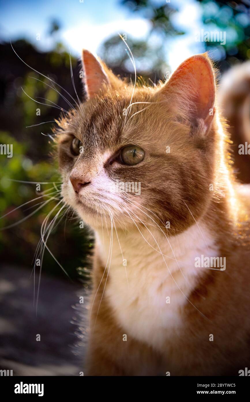 beautiful orange tabby cat feline backlit by sun highlight halo Stock ...