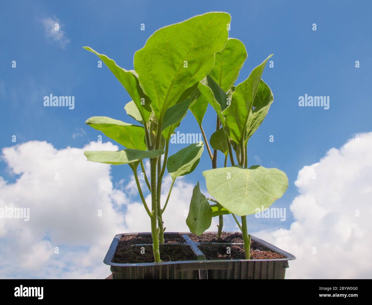 Vegetable plug plants hi-res stock photography and images - Alamy