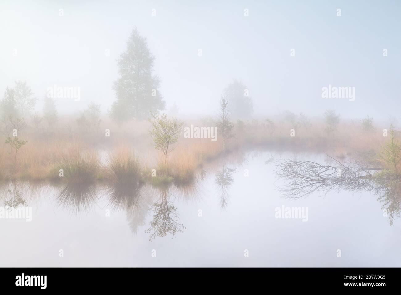 old swamp in dense morning fog Stock Photo - Alamy