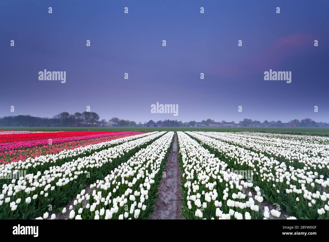 tulip field at sunset Stock Photo - Alamy