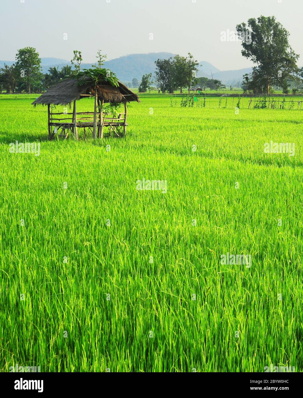 Thailand's rise fields Stock Photo - Alamy