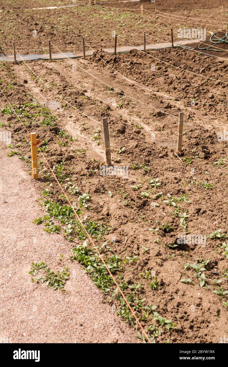 Ridge planting system hi-res stock photography and images - Alamy