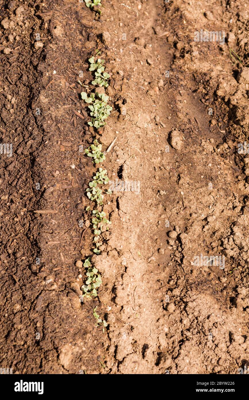 Ridge Planting System High Resolution Stock Photography and Images - Alamy