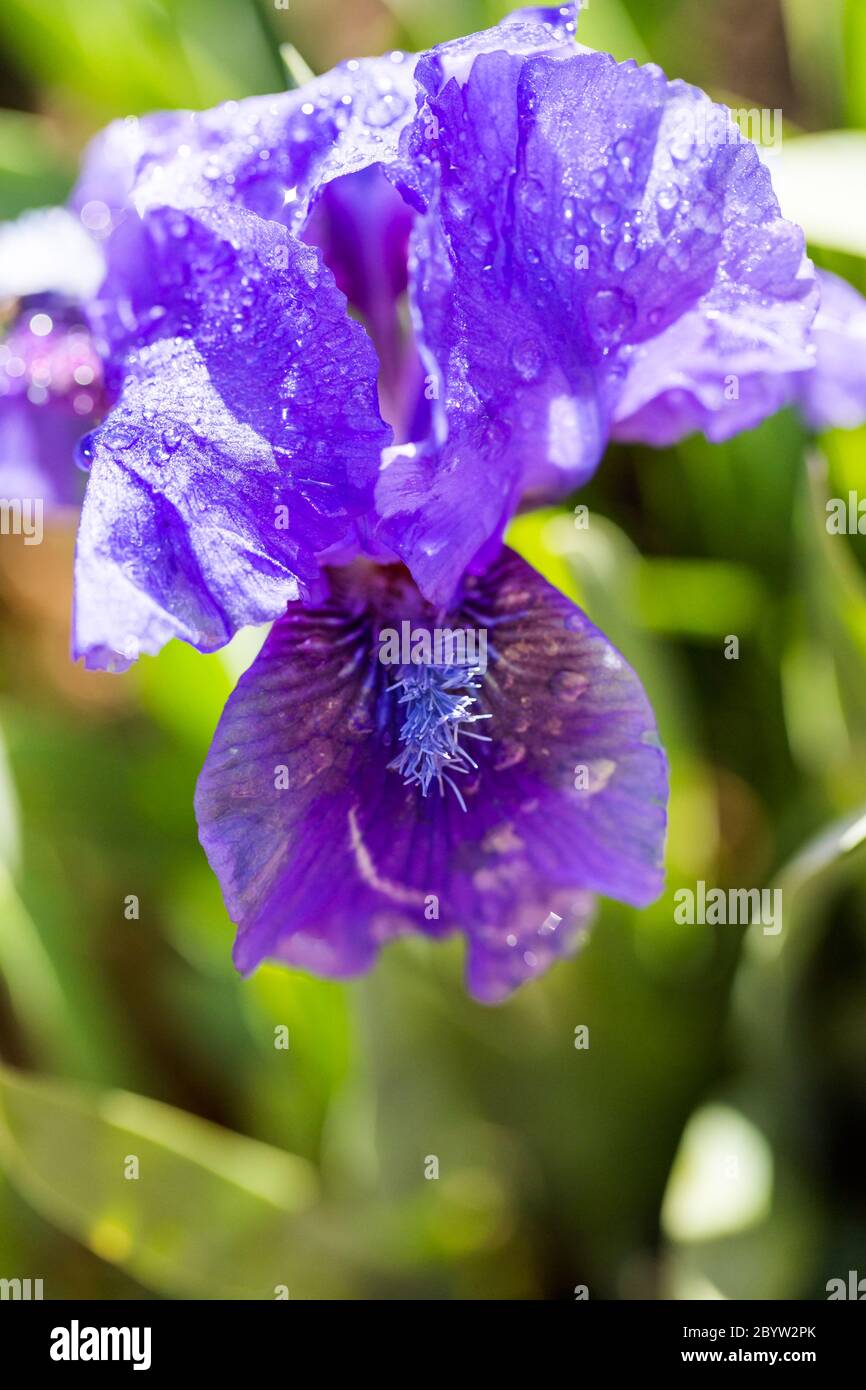 Blue mini iris hi-res stock photography and images - Alamy