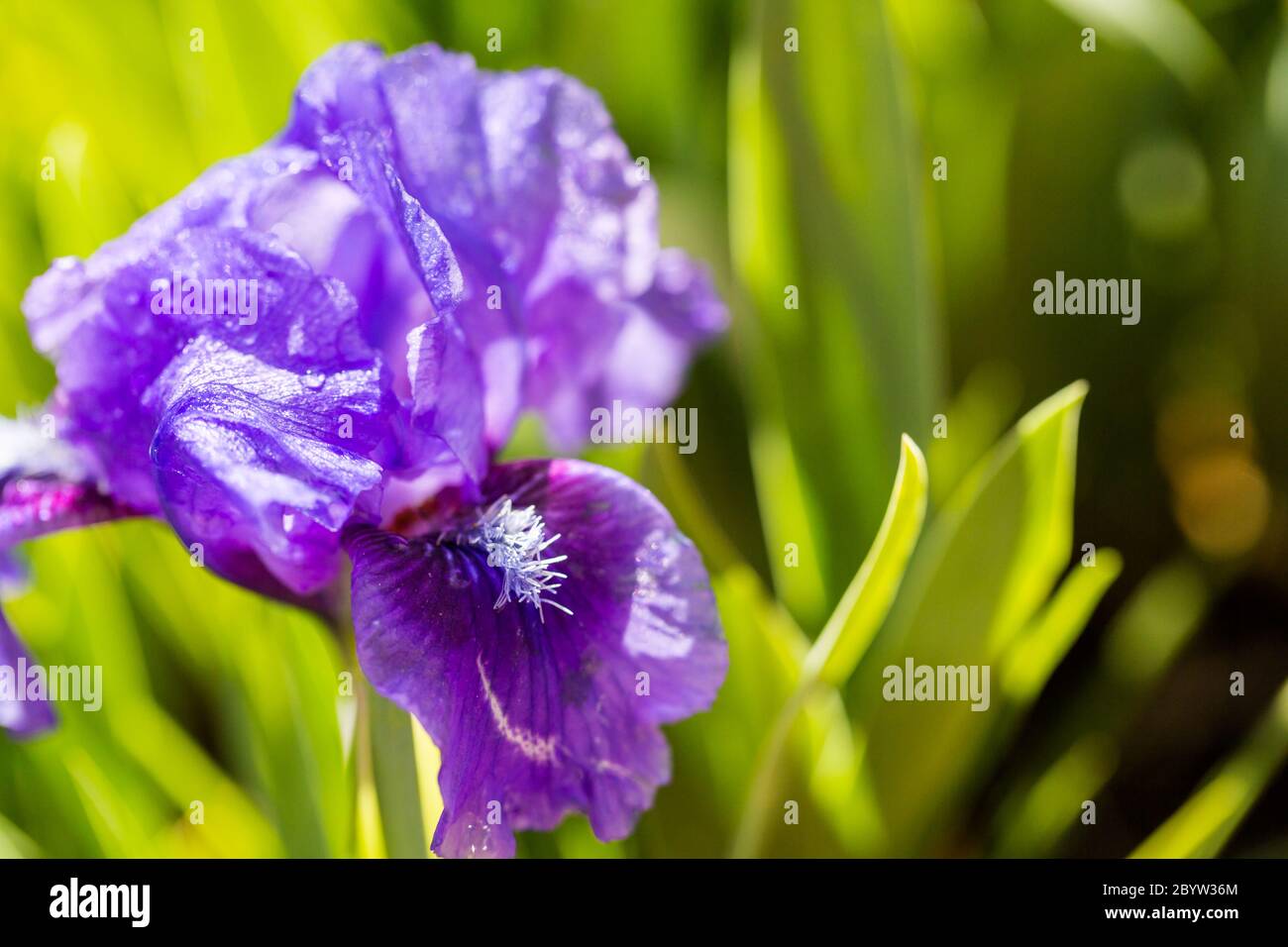 Blue mini iris hi-res stock photography and images - Alamy