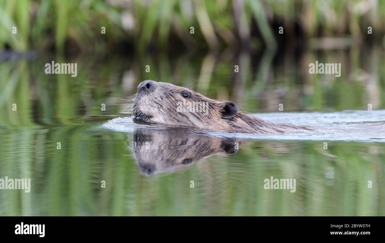 Beaver tail paddle hi-res stock photography and images - Alamy