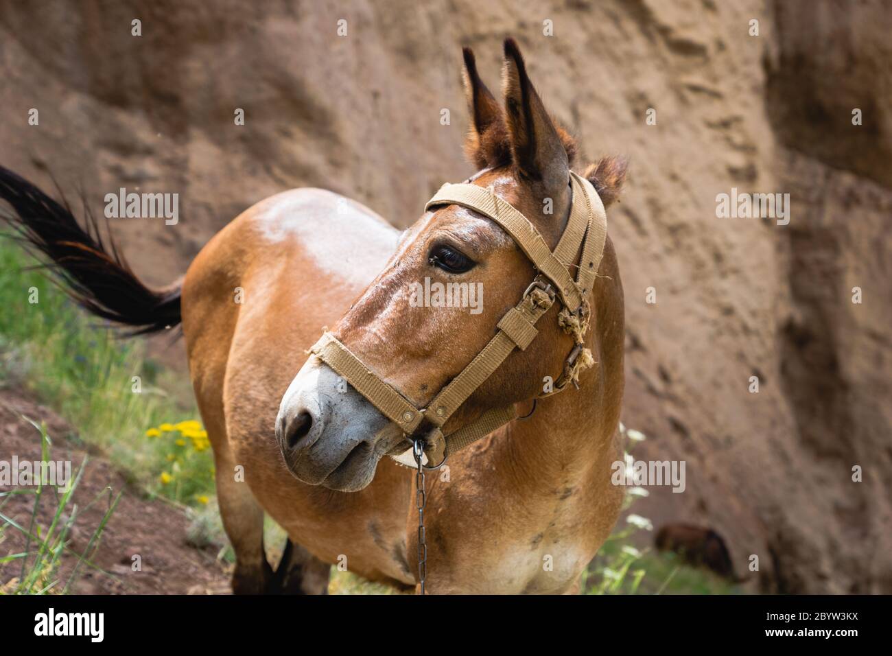 Mule caravan hi-res stock photography and images - Alamy