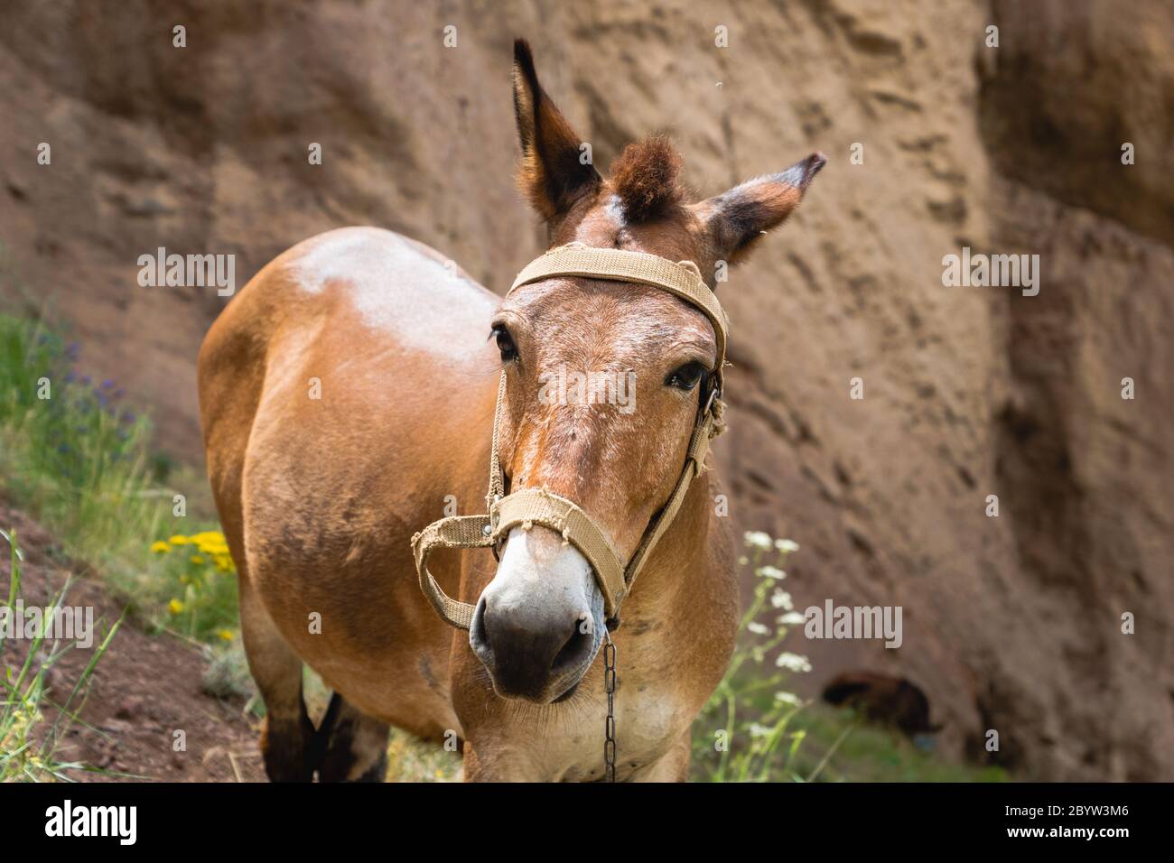 Mule in mountain trekking region - close-up portrait of mule Stock ...