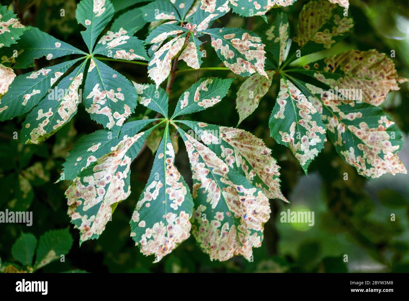 Horse chestnut leaf miner damaged leaves Stock Photo - Alamy