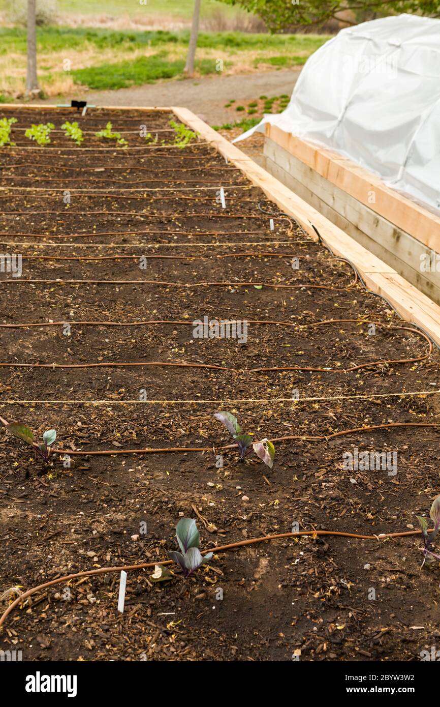 Localized Irrigation Images