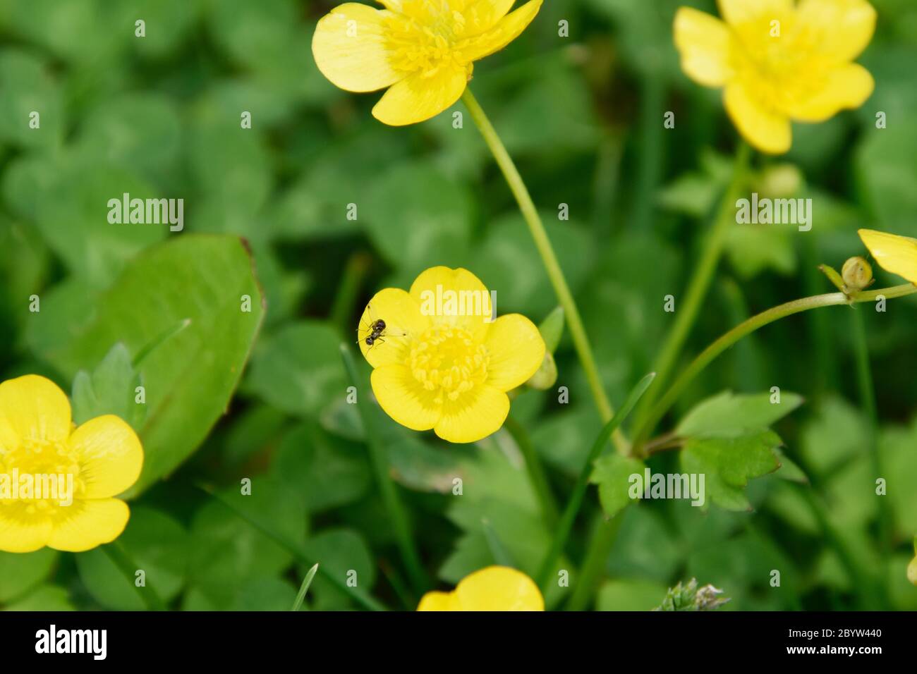 Flying ant hi-res stock photography and images - Alamy