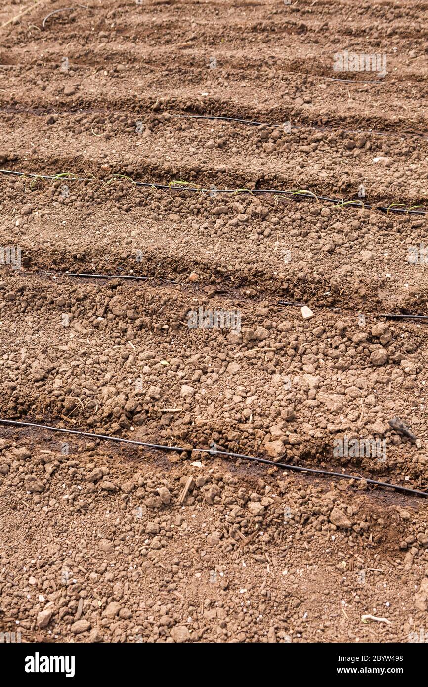 Ridge Planting System High Resolution Stock Photography and Images - Alamy