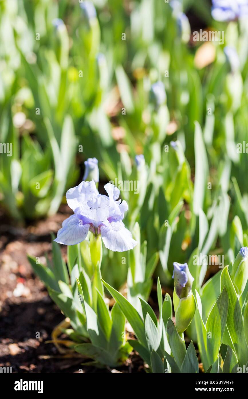 Blue mini iris hi-res stock photography and images - Alamy
