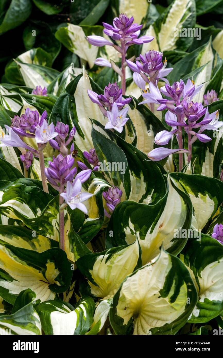 Hostas "Fire and Ice" Hosta Stock Photo - Alamy