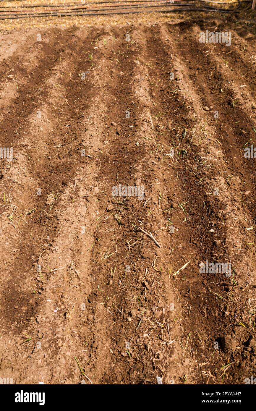 Ridge Planting System High Resolution Stock Photography and Images - Alamy