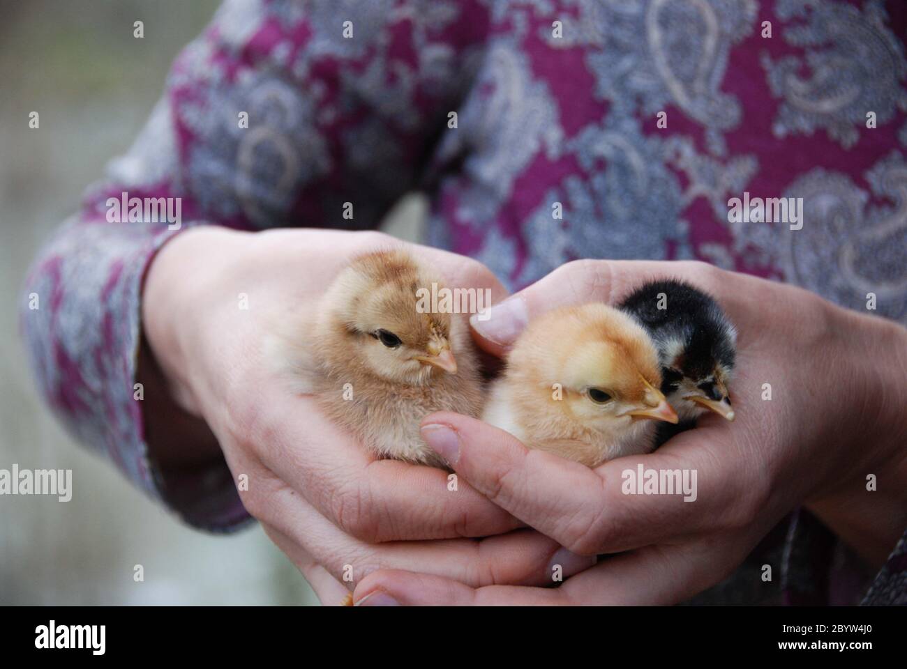 Three little chicks in their hands Stock Photo - Alamy