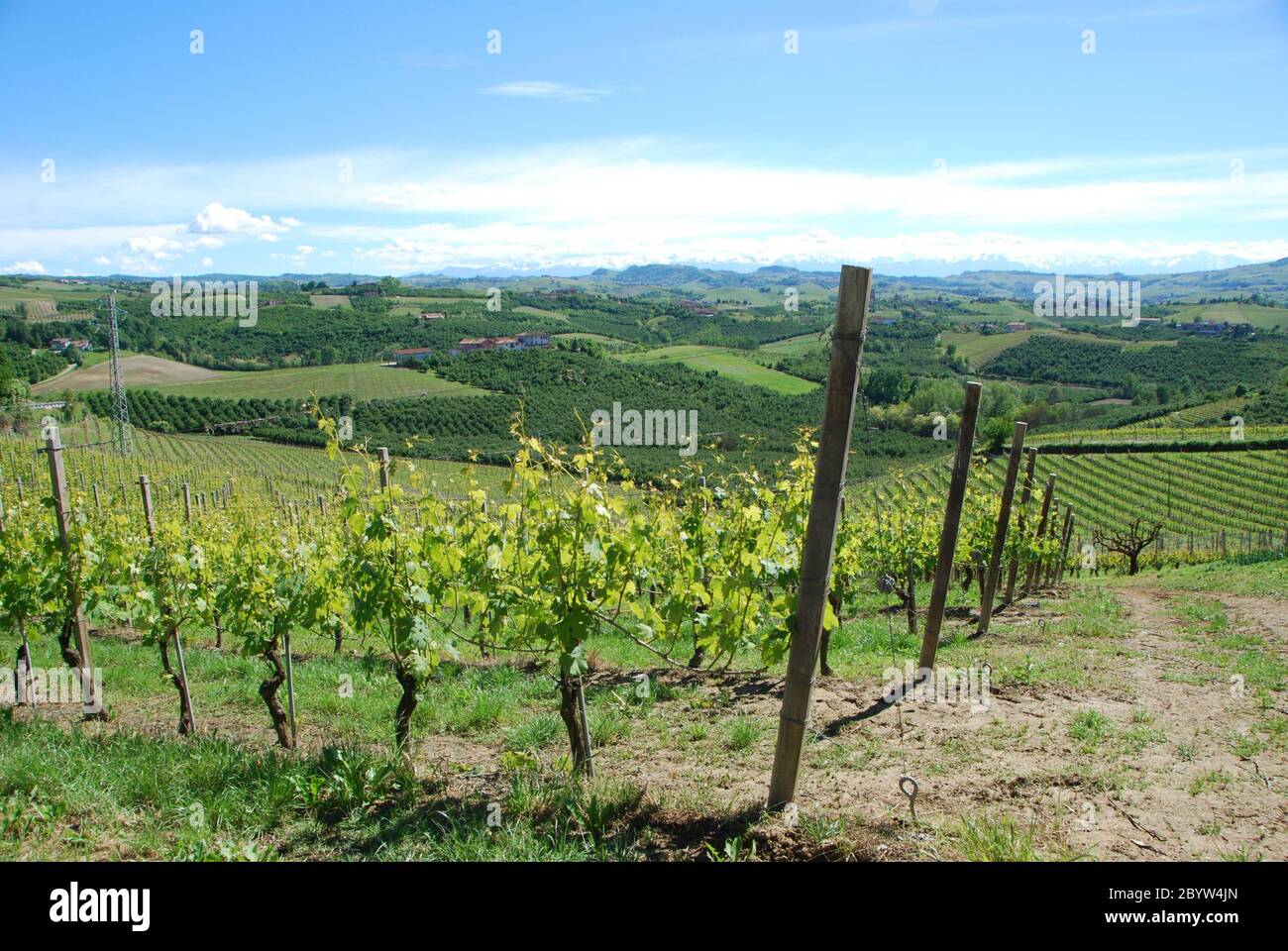 View of Langhe hills with vineyards and the Alps mountains in the ...