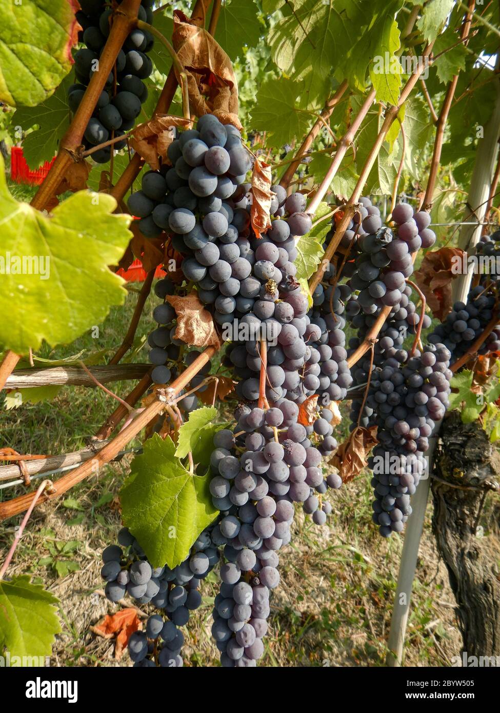 Harvest in a vineyard at Cannubi in Barolo, Piedmont - Italy Stock ...