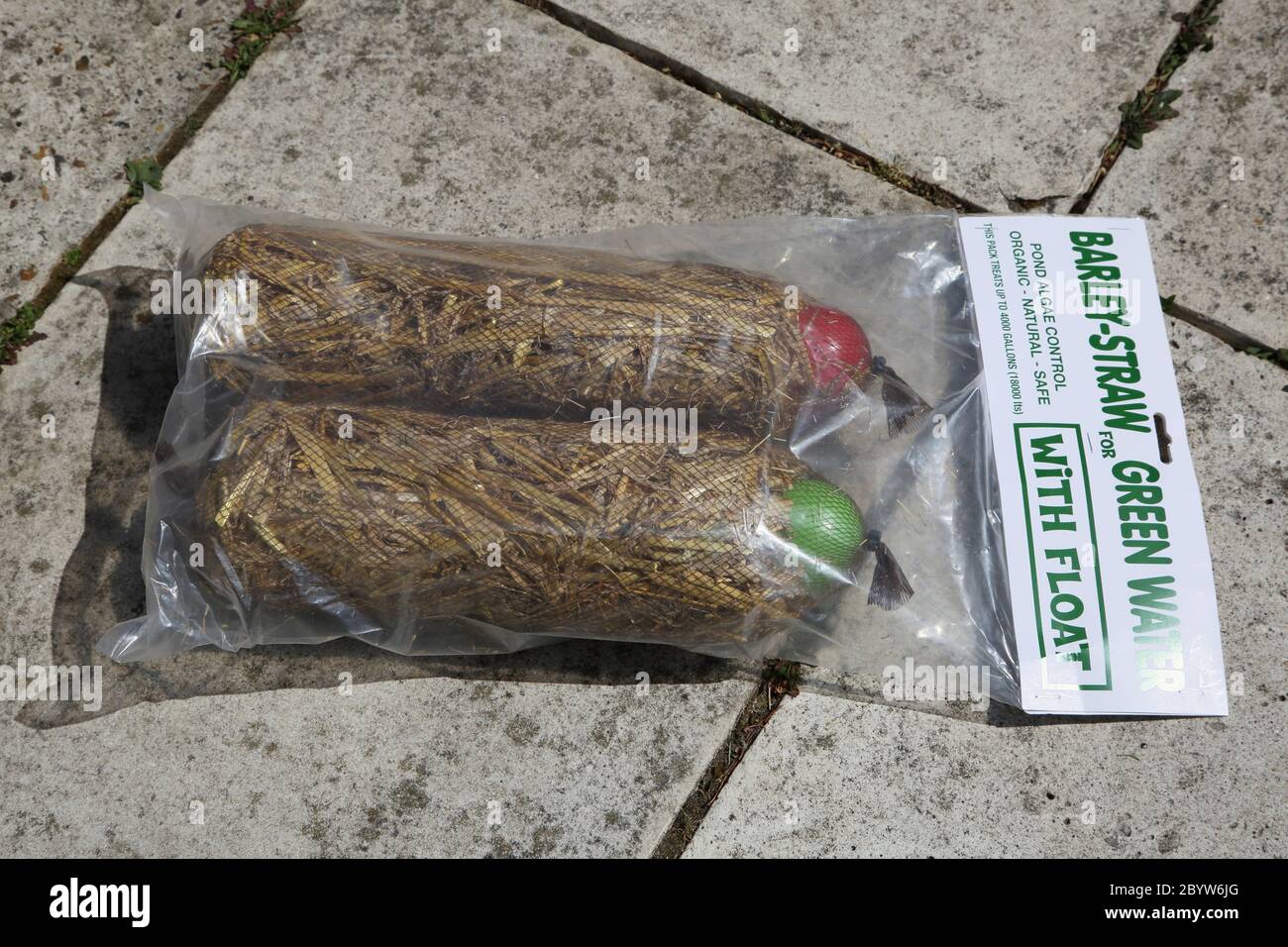 Barley Straw floats used to clear algae green water in Ponds Stock ...