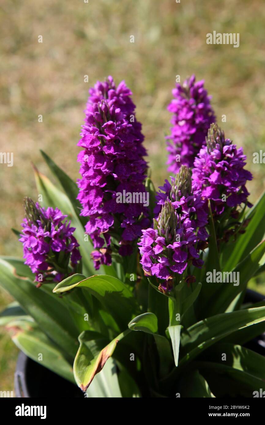 Marsh Orchid (Dactylorhiza) Native plant in May Stock Photo - Alamy