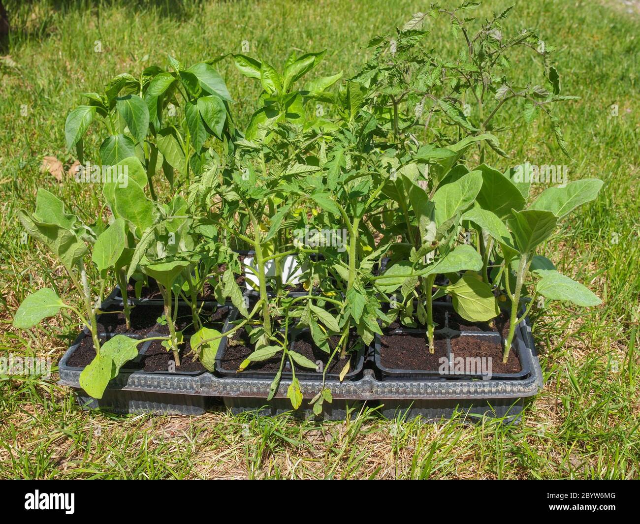 Small plug plants hi-res stock photography and images - Alamy