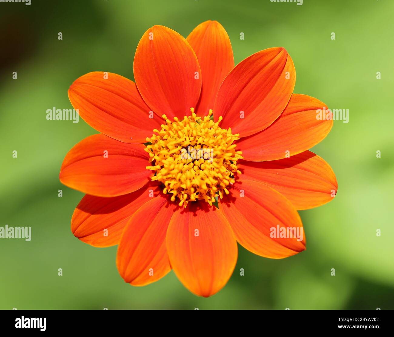 Excellent flower hi-res stock photography and images - Alamy