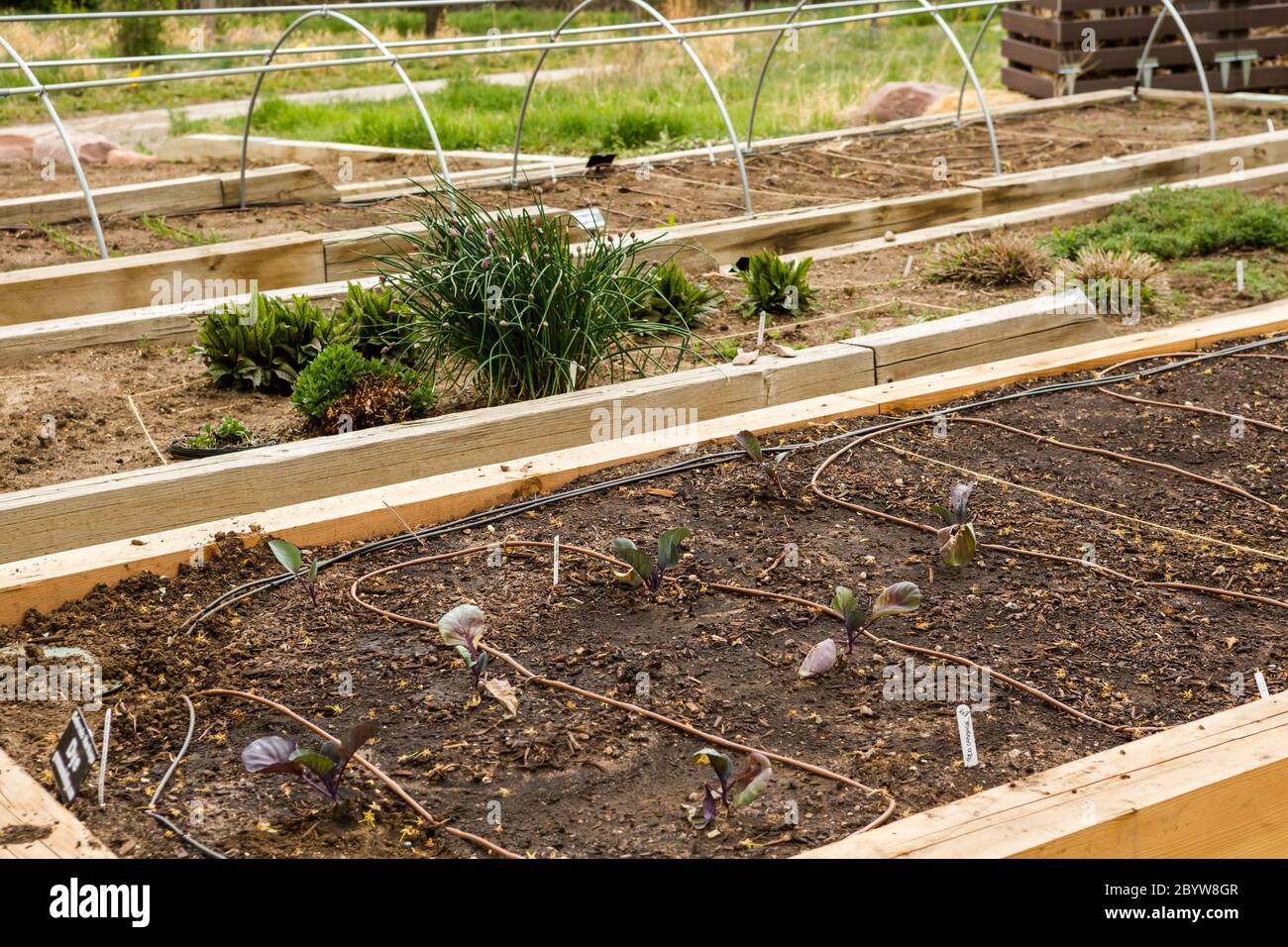 Localized Irrigation