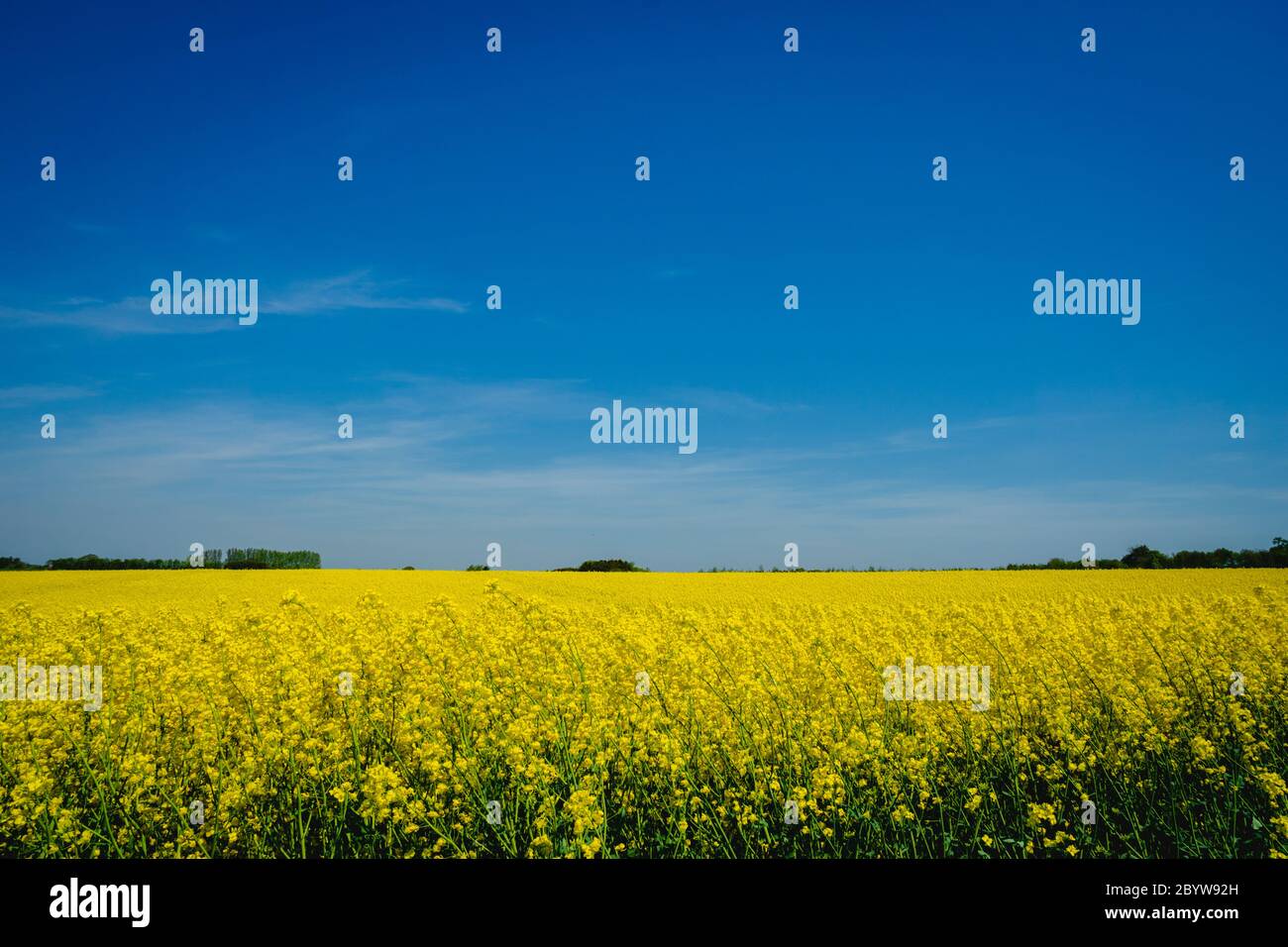 Denmark countryside landscape in spring with flower field Stock Photo ...