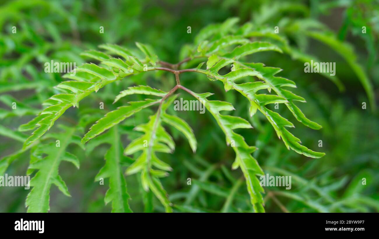 Neem benefits hi-res stock photography and images - Alamy