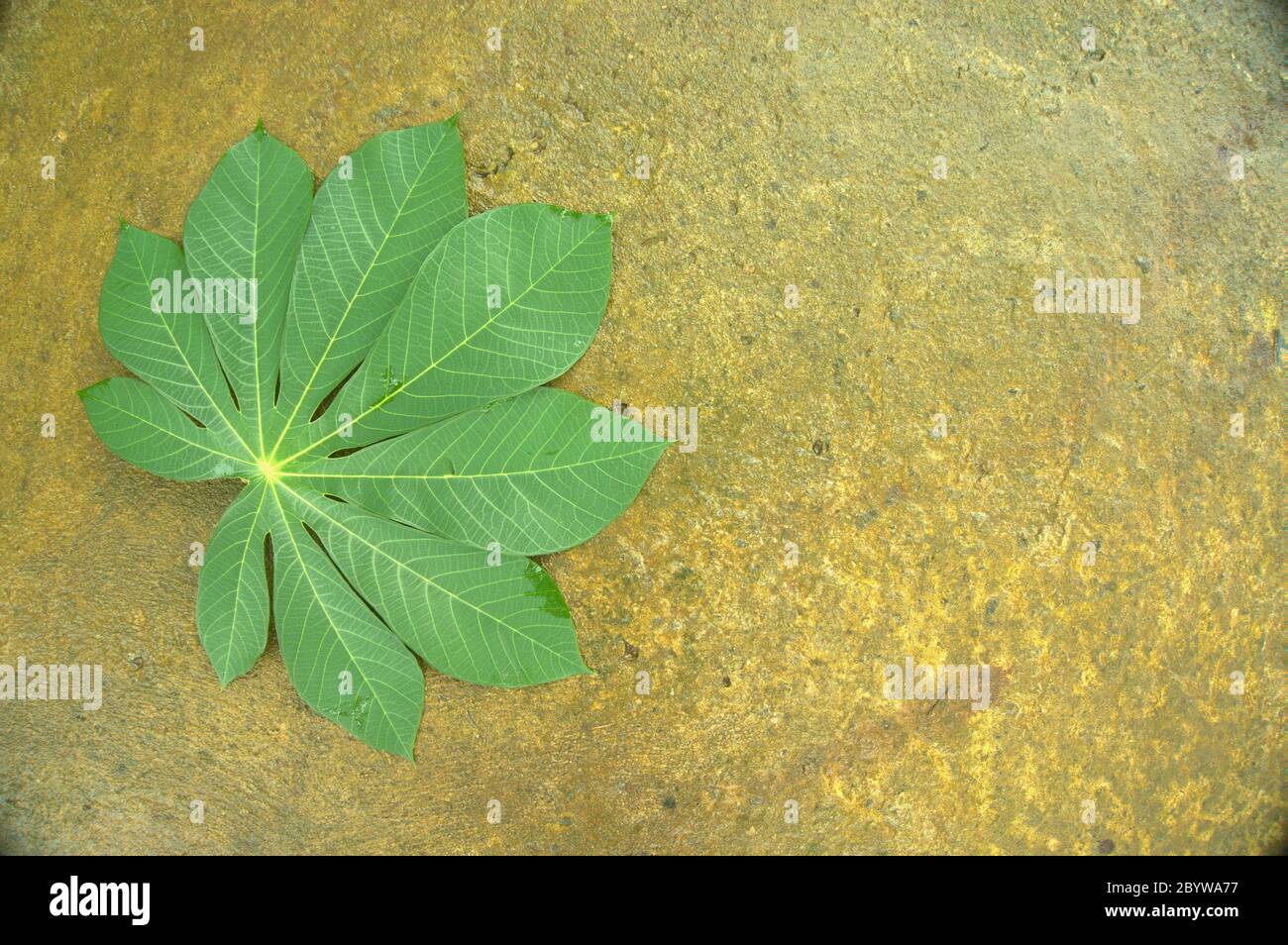 Cassava leaves , food ingredients for traditional coocking javanese ...