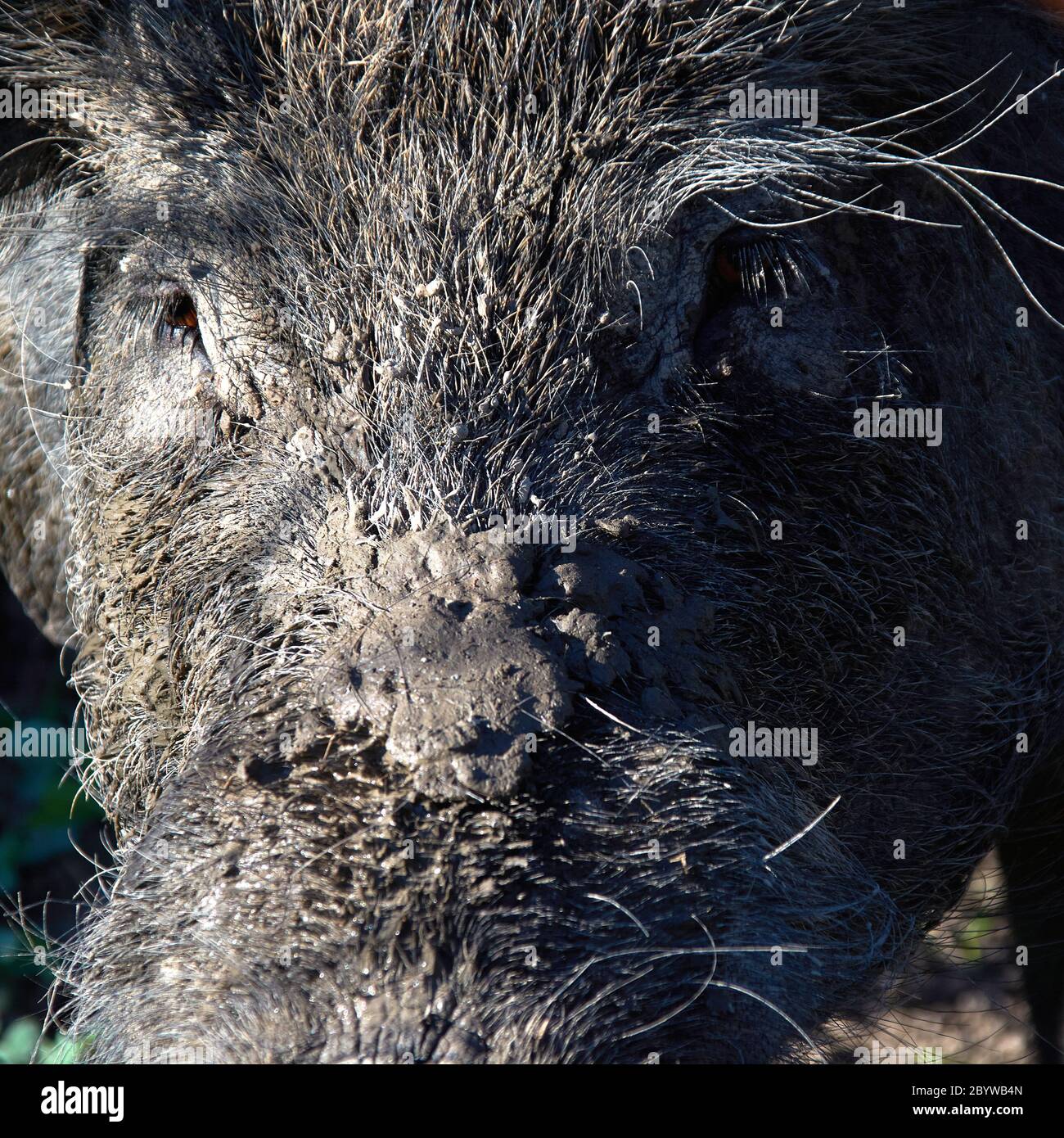 wild boar in the mud close up Stock Photo - Alamy