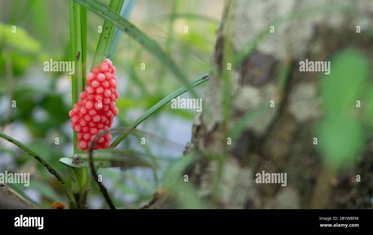 Pomacea canaliculata egg masses are typically laid on emergent ...