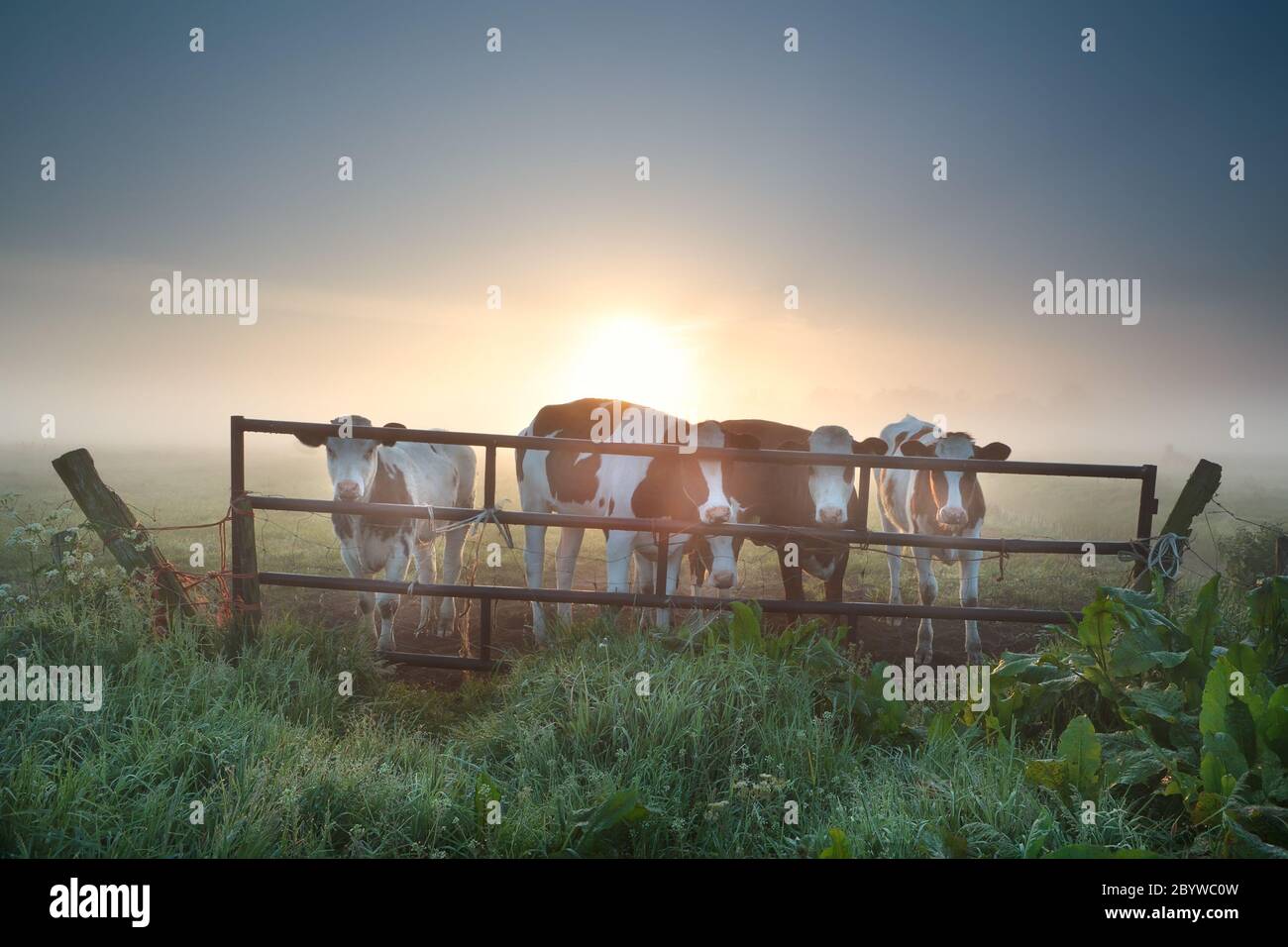 Cow behind fence hi-res stock photography and images - Alamy