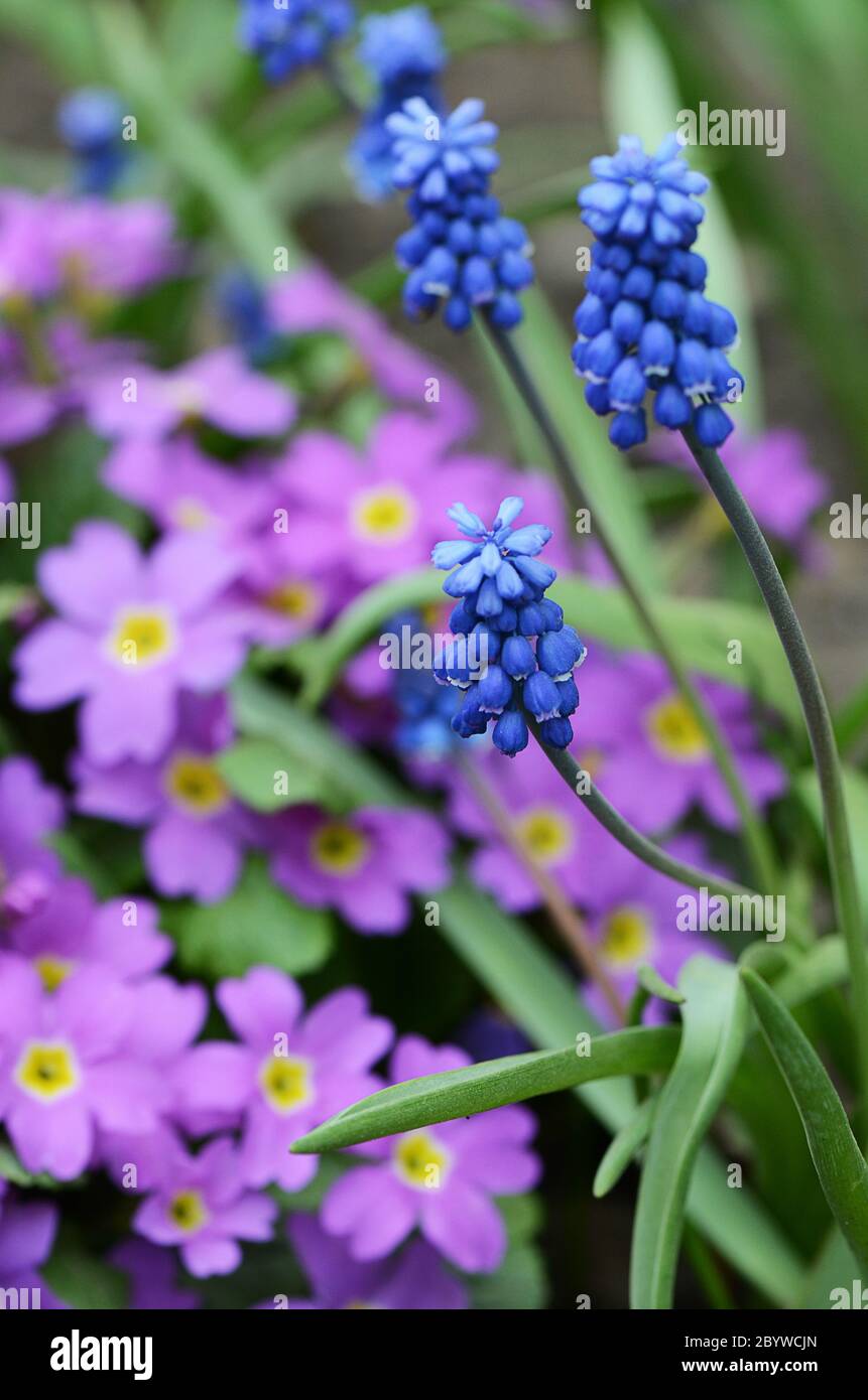 Blue spring flowers in the garden Stock Photo - Alamy
