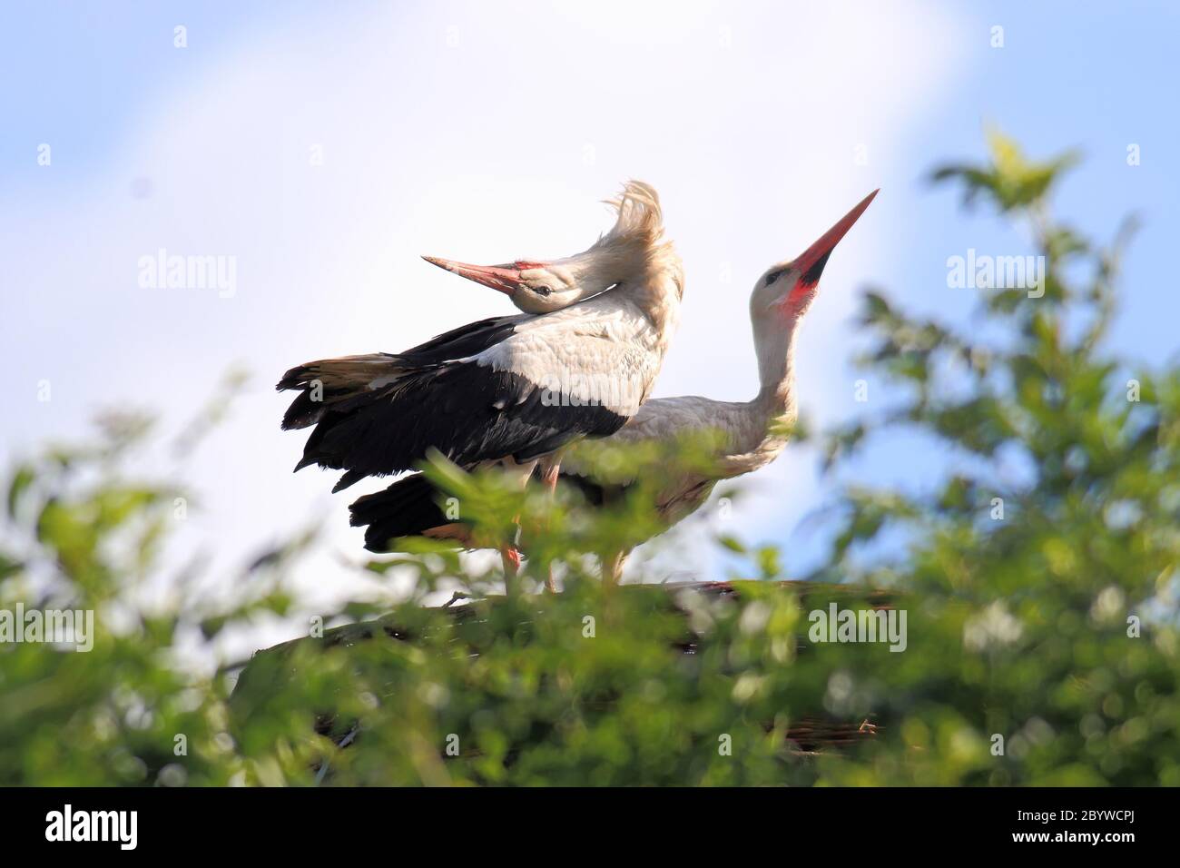 Storch mit junge hi-res stock photography and images - Alamy