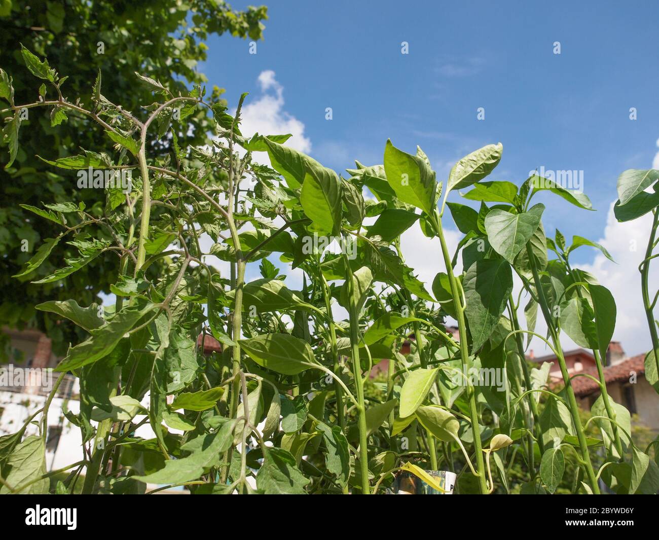 Small plug plants hi-res stock photography and images - Alamy