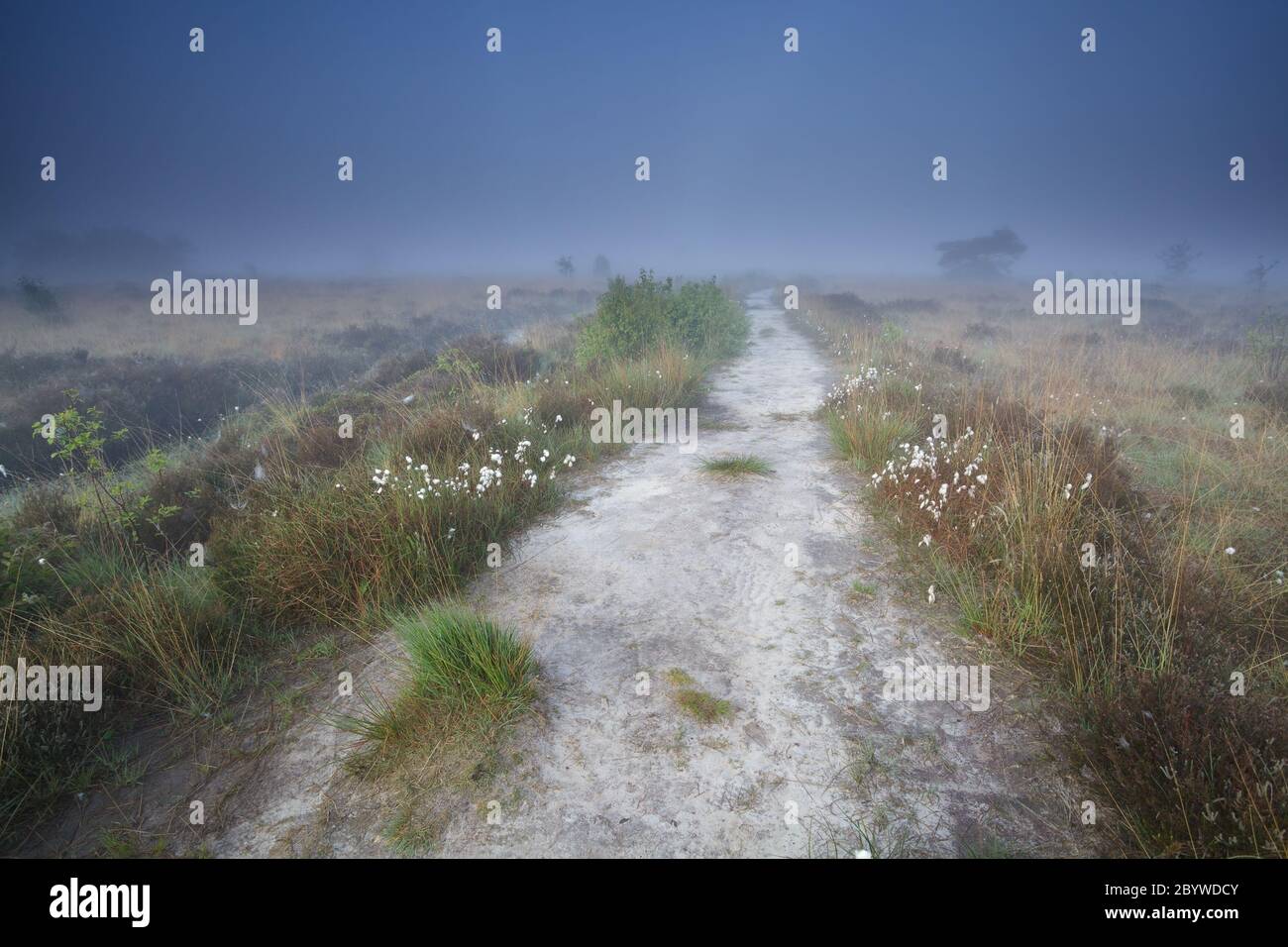 narrow path on swamp in misty morning Stock Photo - Alamy