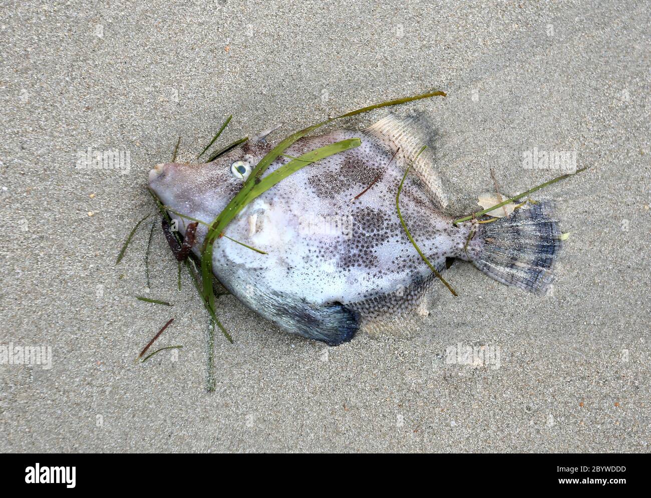 The thirsty dead hi-res stock photography and images - Alamy