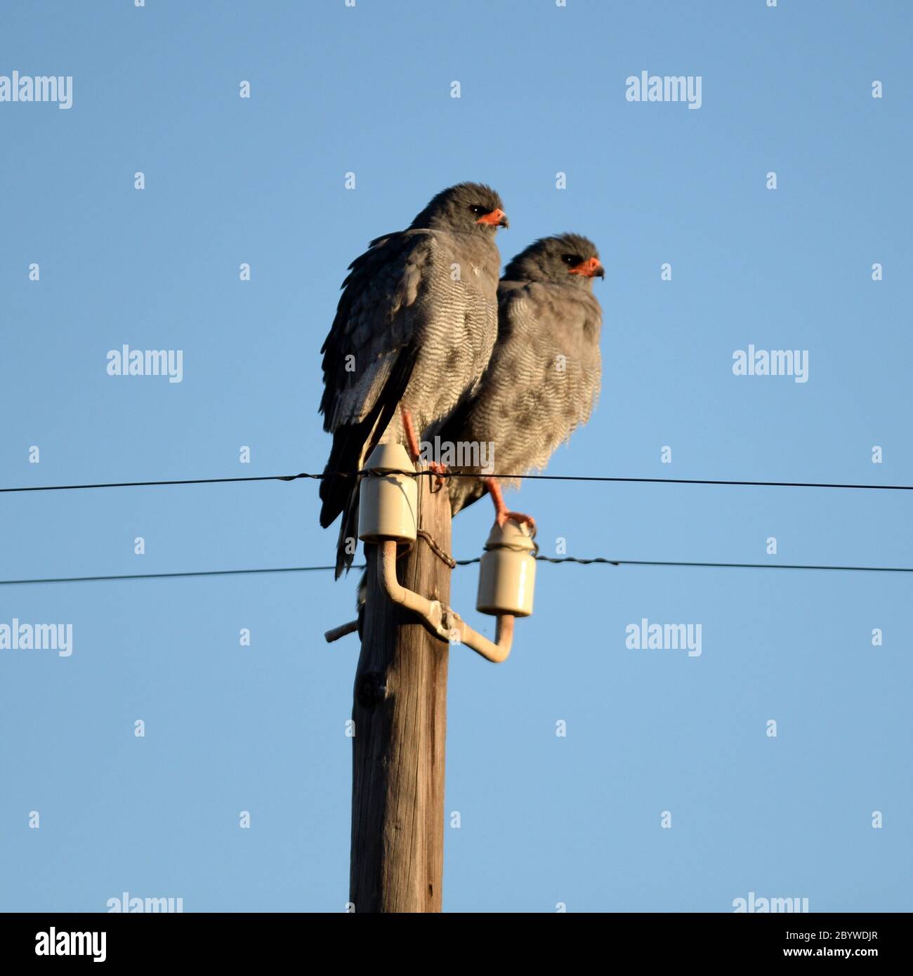 African Harrier Hawk Stock Photo - Alamy