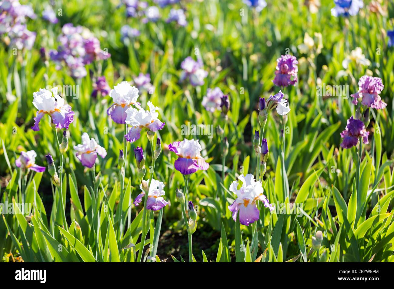 Iris farm hi-res stock photography and images - Alamy