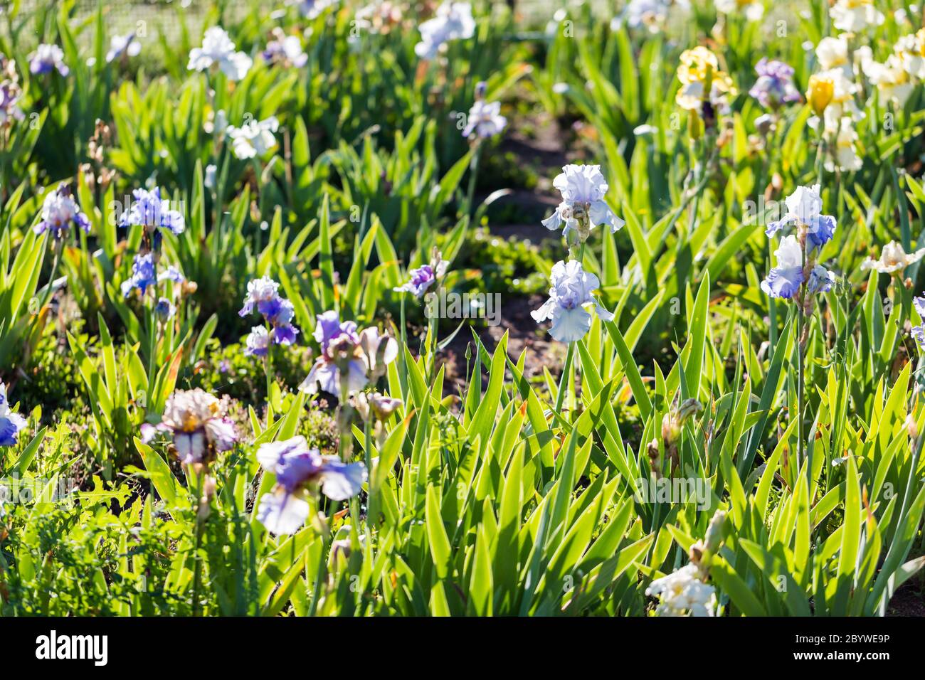 Iris farm hi-res stock photography and images - Alamy