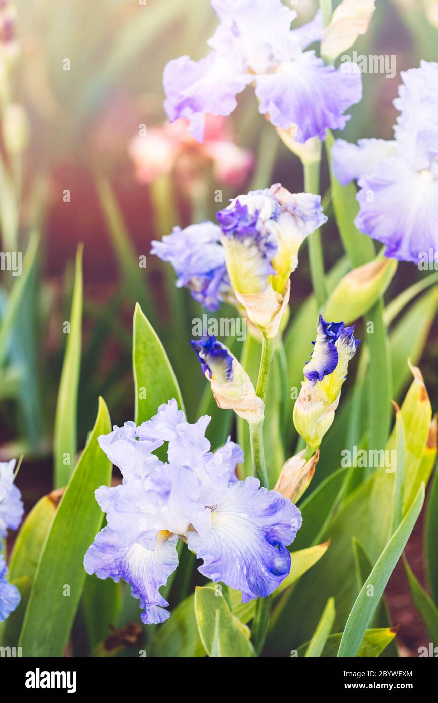 Iris garden hi-res stock photography and images - Alamy