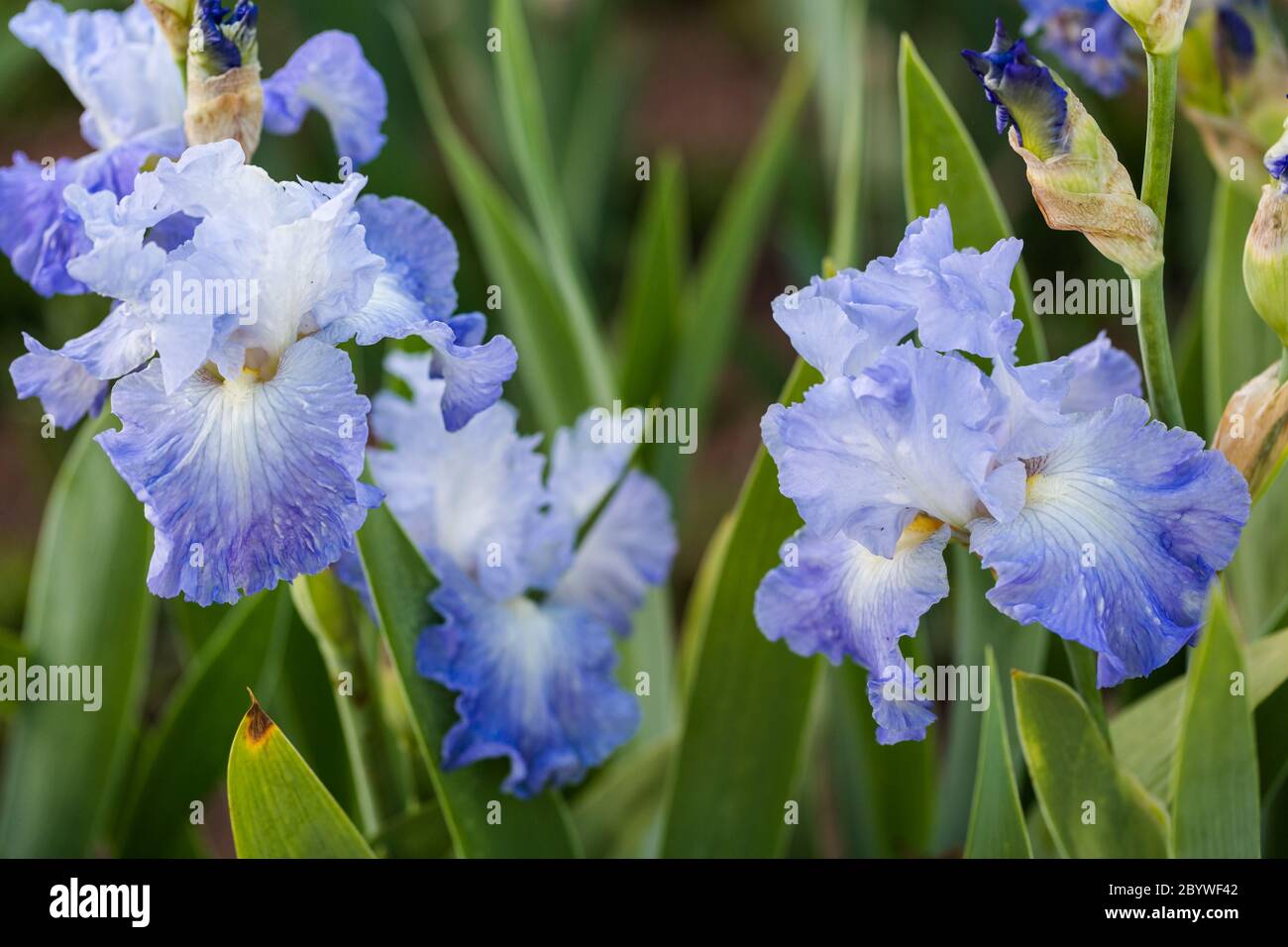 Iris and farm hi-res stock photography and images - Alamy