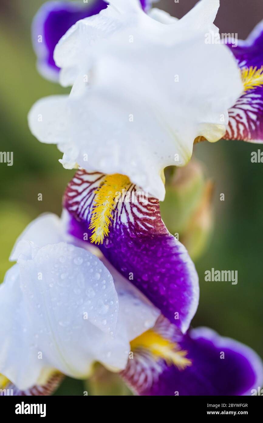 Iris farm hi-res stock photography and images - Alamy