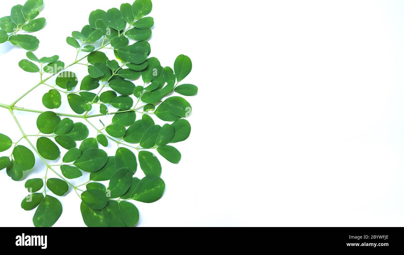 Moringa oleifera is a plant that is often called the drumstick tree ...